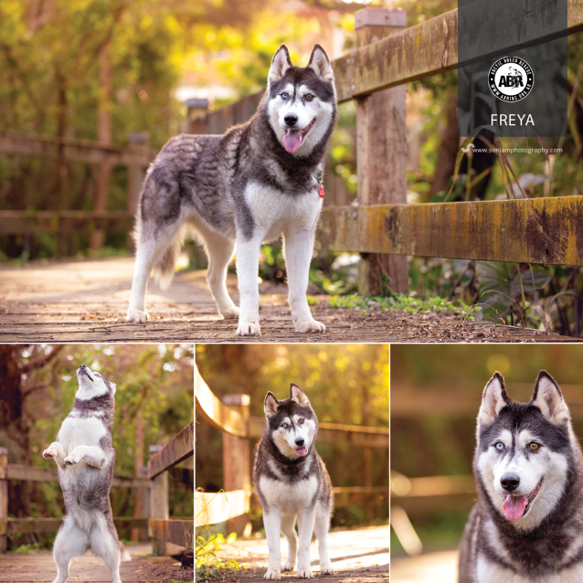 Freya - Medium Female Siberian Husky Dog in NSW - PetRescue