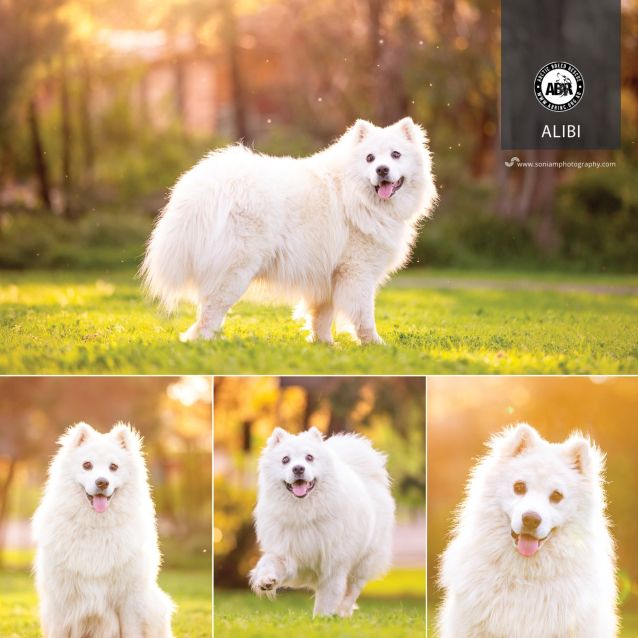 Alibi - Medium Male Samoyed Dog in NSW - PetRescue