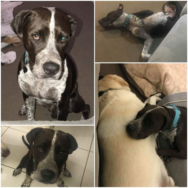 Spunky Monkey - Medium Male Staffy x Pointer Mix Dog in QLD - PetRescue