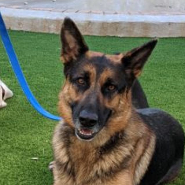 Tazer - Large Male German Shepherd Dog in NSW - PetRescue