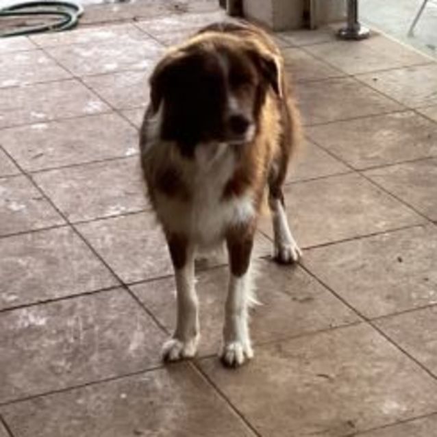 Bo - Medium Male Border Collie Dog in NSW - PetRescue
