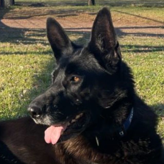 Ash - Large Female German Shepherd Dog in NSW - PetRescue