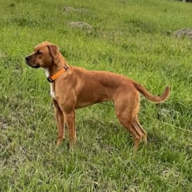 Masa - Medium Female Labrador x Staffy Mix Dog in VIC - PetRescue