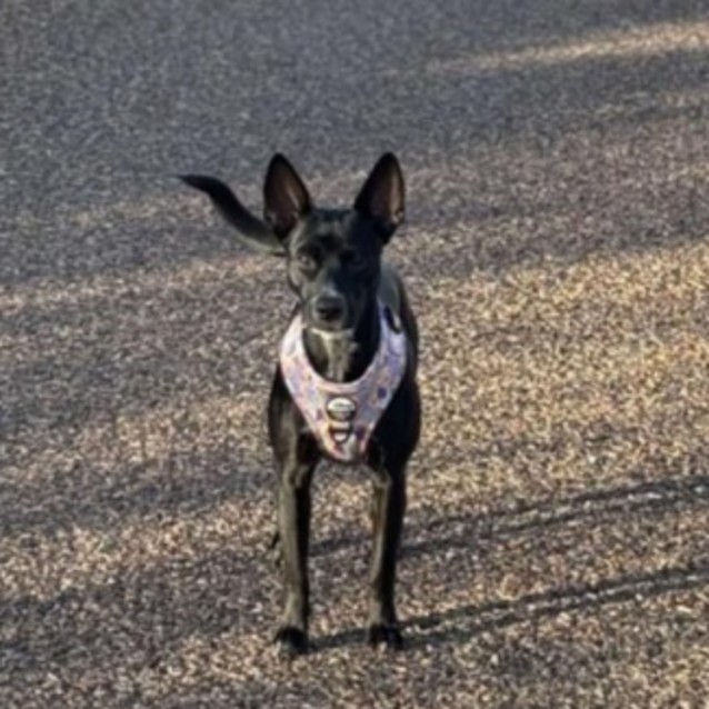 Blackie Chan - Small Female Mixed breed Dog in WA - PetRescue