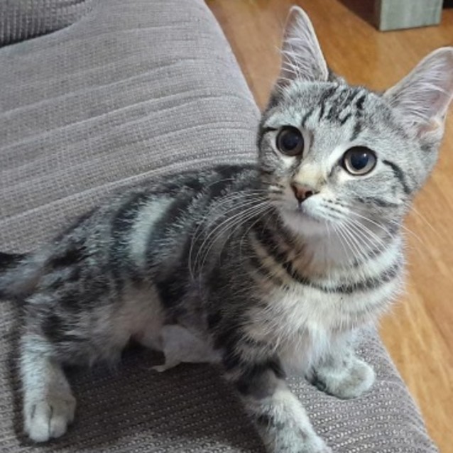 Cartier - Female Domestic Short Hair (DSH) Cat in NSW - PetRescue