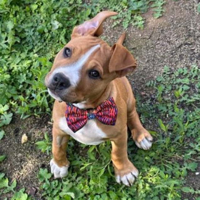 Morgan - Large Male Staffy Mix Dog in VIC - PetRescue