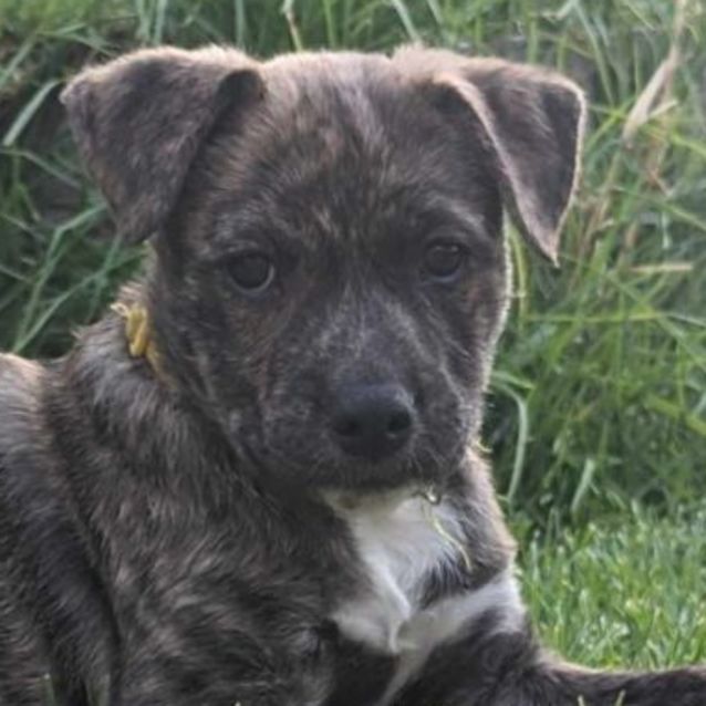 Tex - Small Male Staffy Mix Dog in VIC - PetRescue