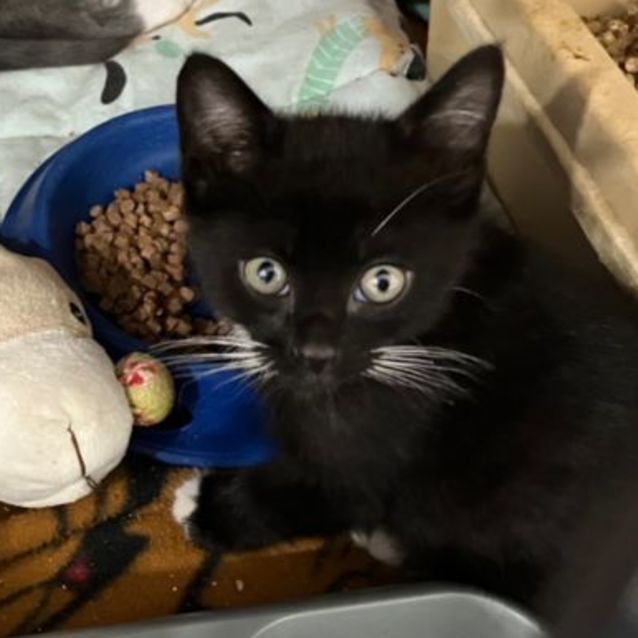 Frankie - Male Domestic Short Hair x Manx Mix Cat in QLD - PetRescue