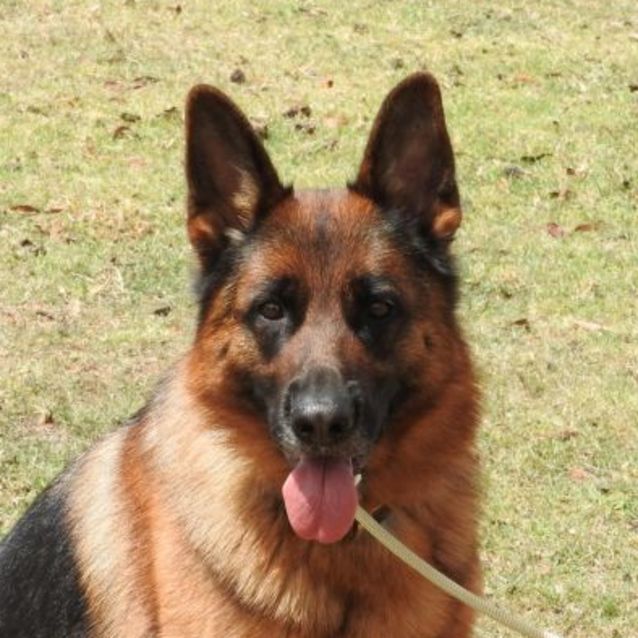 Cleo - Large Female German Shepherd Dog in NSW - PetRescue