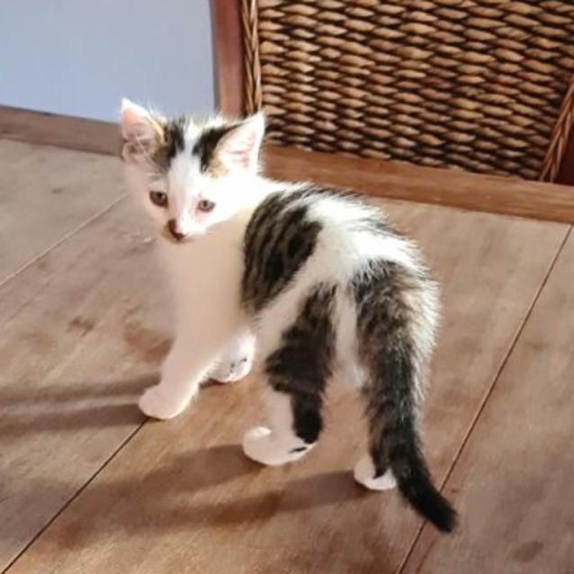 Maebh - Female Domestic Short Hair Cat in VIC - PetRescue