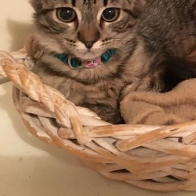 Chilla - Female Domestic Medium Hair Cat in NSW - PetRescue