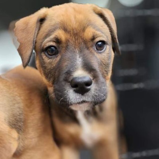 Sparrow - Large Male Staffy x Mastiff Mix Dog in VIC - PetRescue