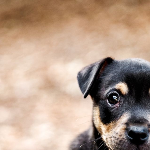 Akin - Small Male Mixed Breed Dog in NSW - PetRescue