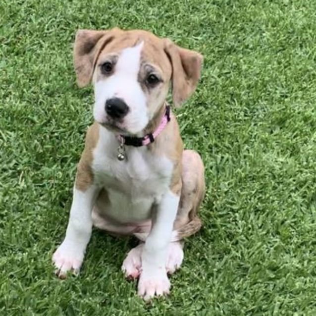 Pheobe - Medium Female Neapolitan Mastiff Mix Dog in NSW - PetRescue