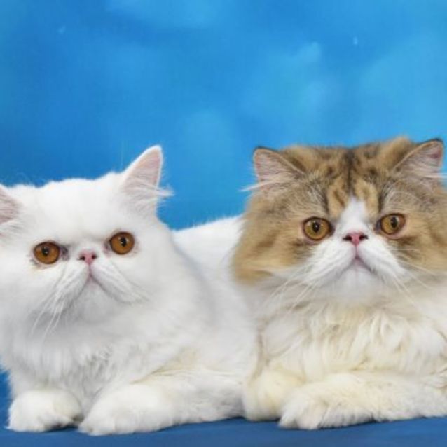 Sampson and Merlin - Dual Adoption - Male Persian Cat in QLD - PetRescue