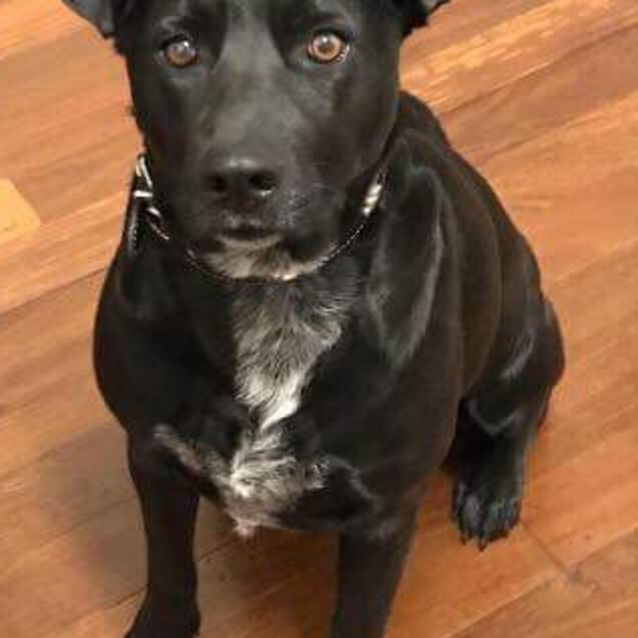 Gemma DB384 - Medium Female Labrador Mix Dog in WA - PetRescue