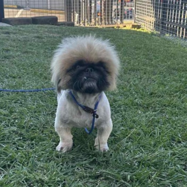 Caleb - Small Male Pekingese Mix Dog in QLD - PetRescue