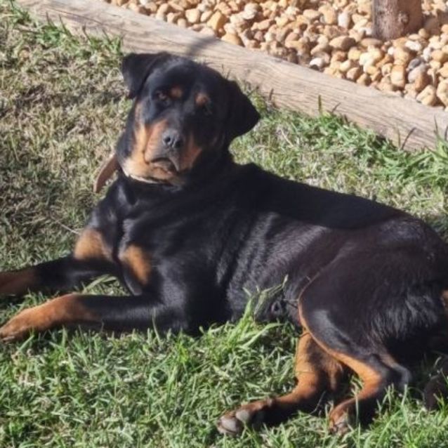 Stella ** Pure Breed Rottweiler ** - Large Female Rottweiler Dog in NSW ...