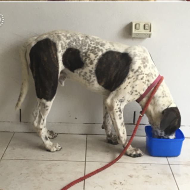 Moose - Large Male Pointer x Mastiff Mix Dog in NSW - PetRescue