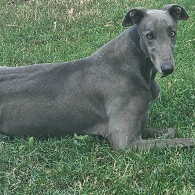 Rocky - Large Male Greyhound Dog in QLD - PetRescue