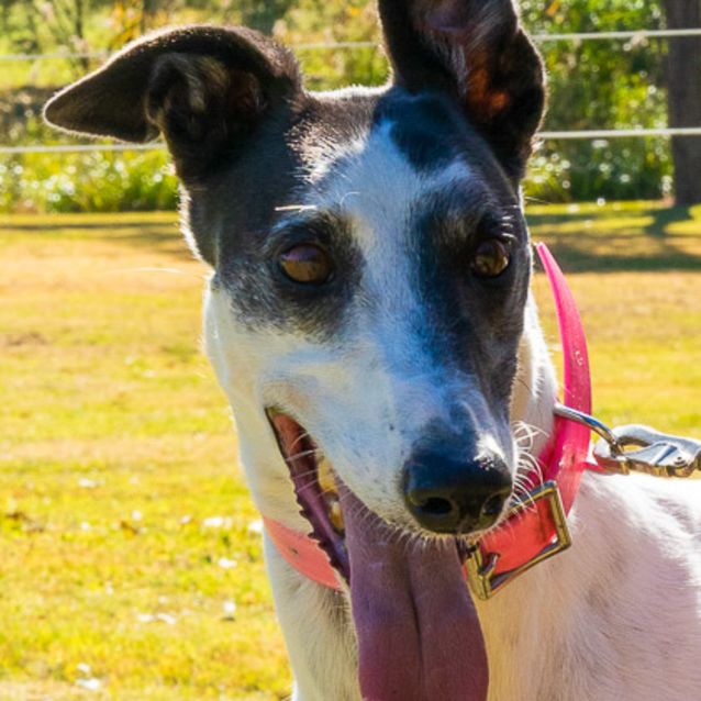 Spotty - Large Female Greyhound Dog in QLD - PetRescue