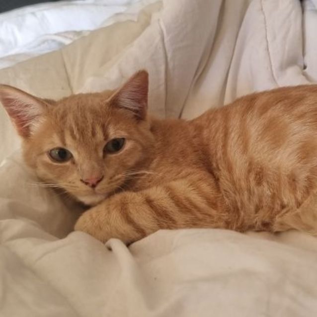 Baz - Male Domestic Short Hair Cat in QLD - PetRescue