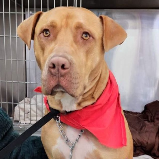 Harley - Large Male American Staffordshire Bull Terrier x Rhodesian ...