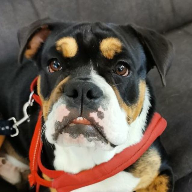 Echo - Medium Male Australian Bulldog Mix Dog in QLD - PetRescue