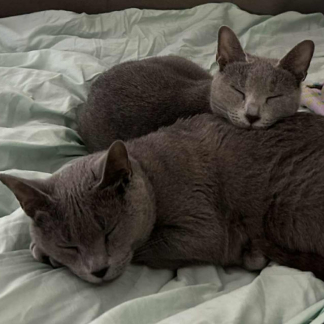 Lylanna and Mishka - Female Russian Blue Cat in NSW - PetRescue