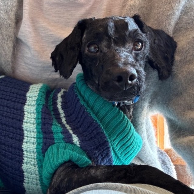 Smoochy - Small Male Poodle Mix Dog in VIC - PetRescue