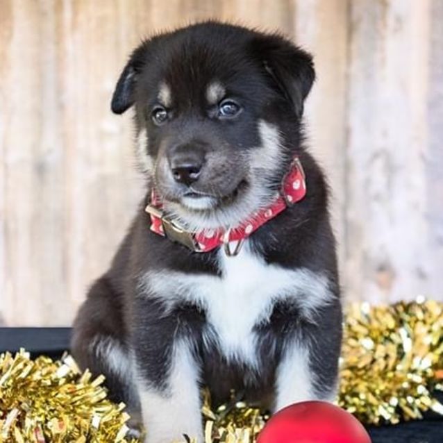 Axel - Large Male Husky Mix Dog in QLD - PetRescue