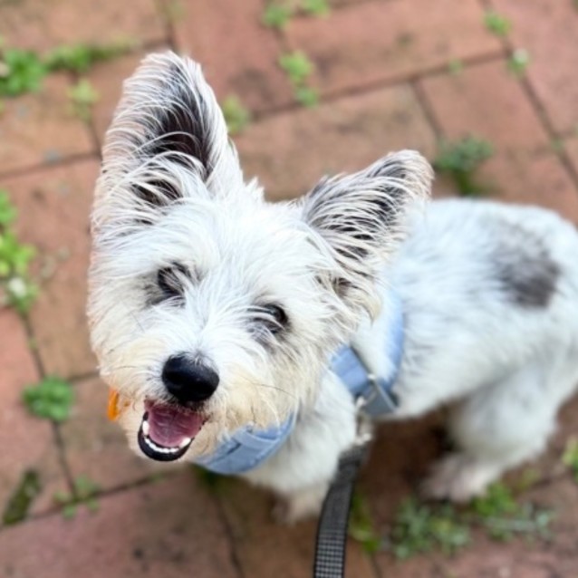 Chester - Small Male Chinese Crested Dog x Shih Tzu Mix Dog in QLD ...