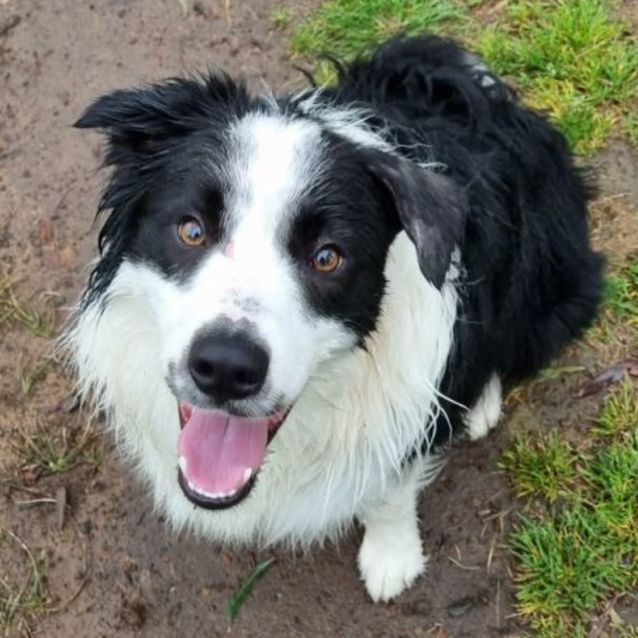 Teddington - Medium Male Border Collie Mix Dog in VIC - PetRescue