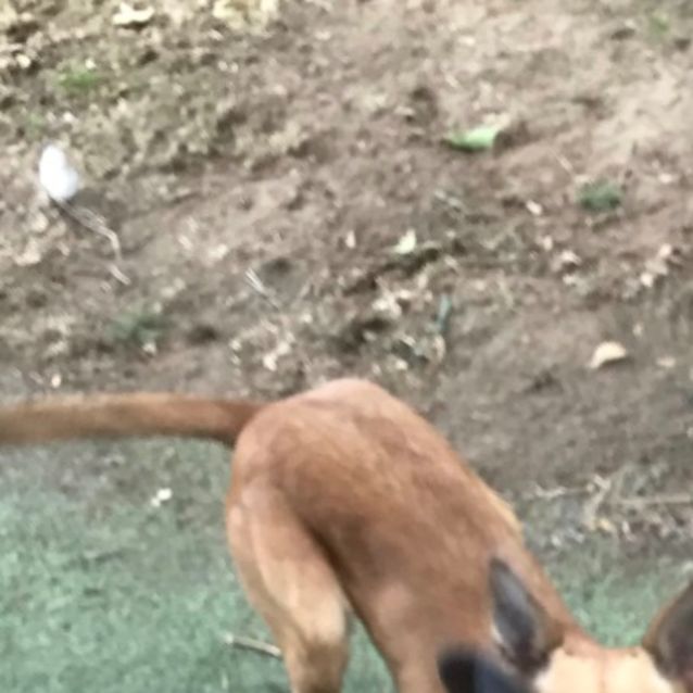 Foxy & Cricket - Medium Female Kelpie x Whippet Mix Dog in VIC - PetRescue