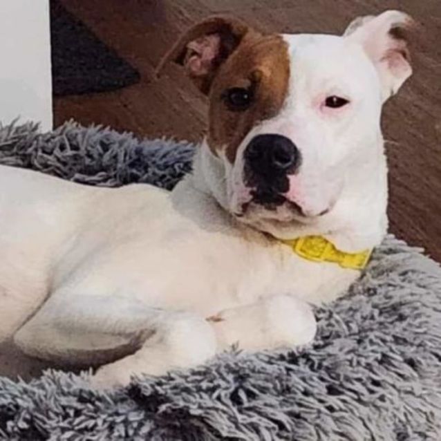 Gregory Goyle - Medium Male Staffy x Jack Russell Terrier Mix Dog in ...