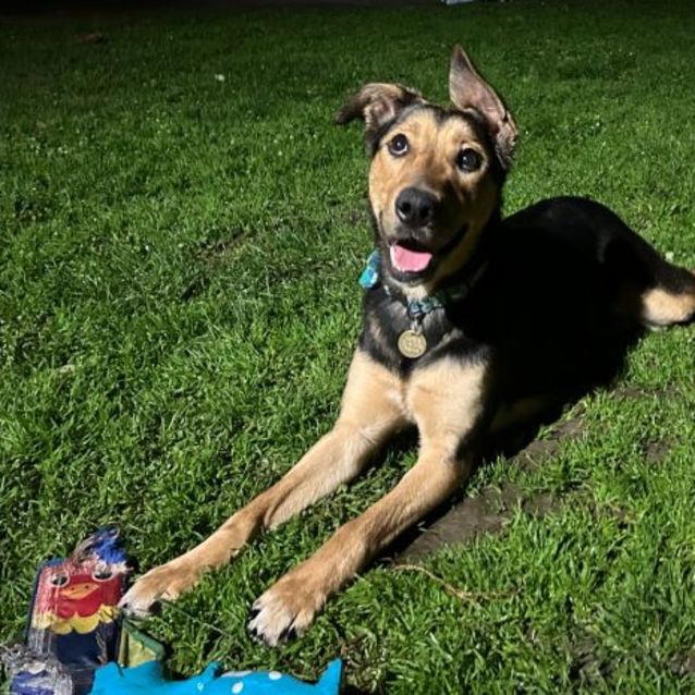 Strawbs - Medium Female Kelpie x German Shepherd Mix Dog in VIC - PetRescue