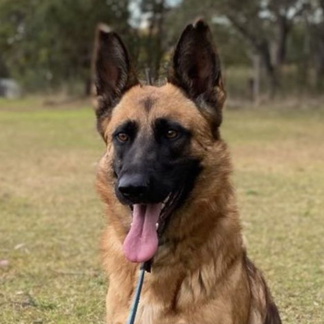 Kelsey - Large Female German Shepherd x Belgian Shepherd - Malinois Dog ...