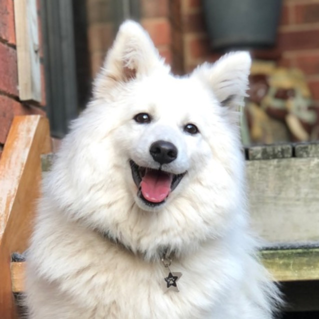 Miffy (8.3kg) - Small Female Japanese Spitz Dog in VIC - PetRescue