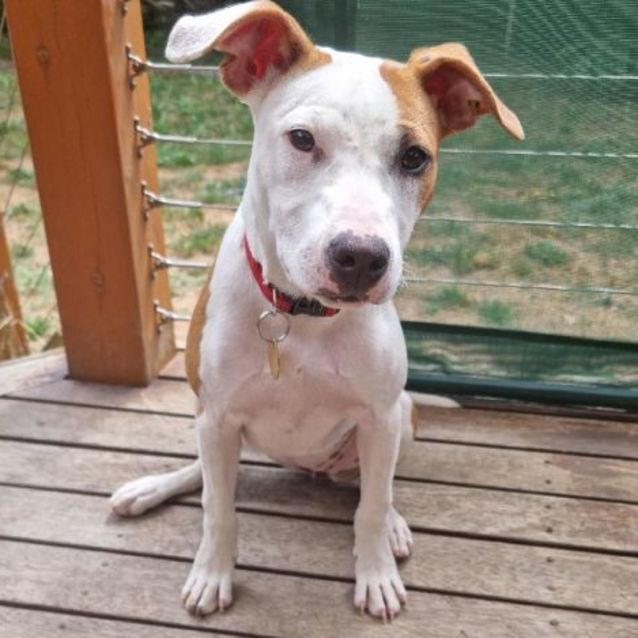 Pixel - Medium Female Bull Arab Mix Dog in VIC - PetRescue