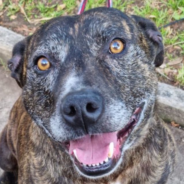 Yani - Medium Male Staffy Dog in NSW - PetRescue