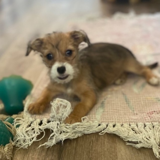 Betsy - Small Female Maltese x Mixed breed Dog in NSW - PetRescue