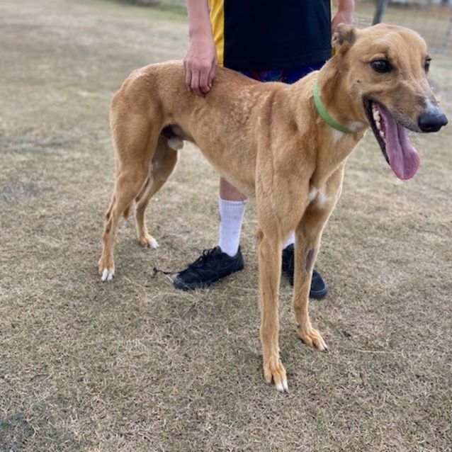 Angus - Large Male Greyhound Dog in NSW - PetRescue