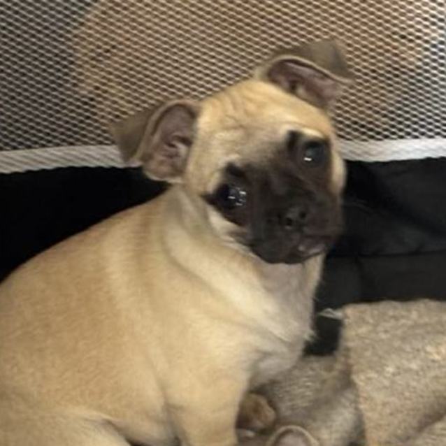 Princess - Small Female Pug x Chihuahua (Smooth Coat) Dog in VIC ...