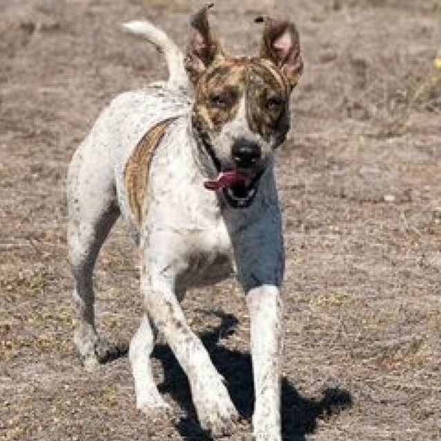 Millie Moo - Medium Female Australian Cattle Dog x Bull Arab x Red ...