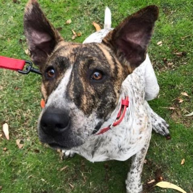 Millie Moo - Medium Female Australian Cattle Dog x Bull Arab x Red ...