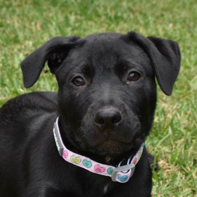 Angel - Medium Female Labrador Mix Dog in QLD - PetRescue