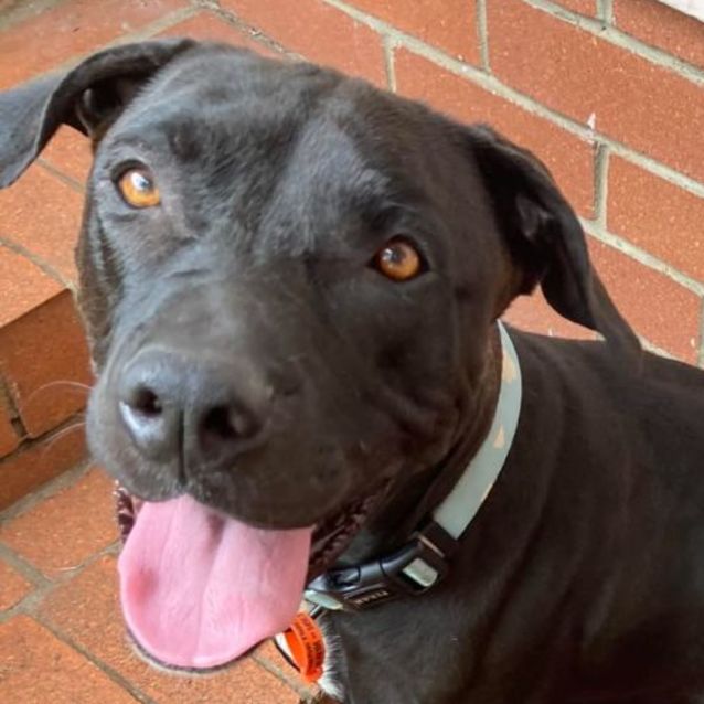 Midnight - Medium Female Labrador Mix Dog in QLD - PetRescue