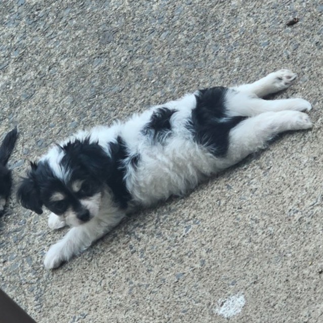 Chippo - Small Male Maltese x Chihuahua (Long Coat) Dog in QLD - PetRescue