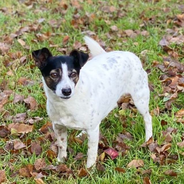 Roscoe - Small Male Rat Terrier Dog in NSW - PetRescue