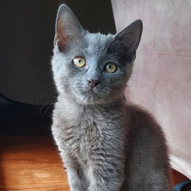 Piccolo - Female Domestic Short Hair Cat in NSW - PetRescue